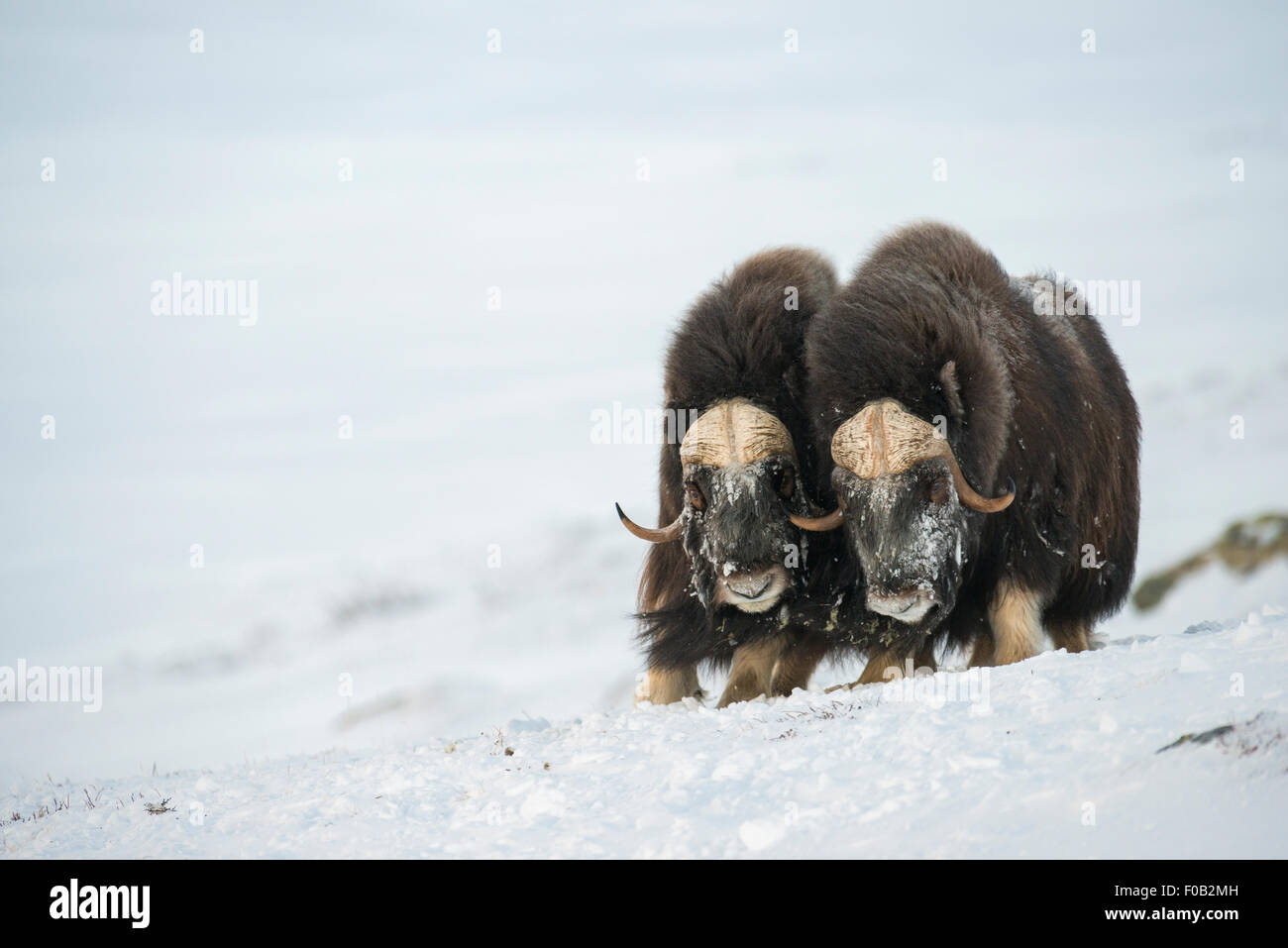 Two Musk Ox bulls Stock Photo - Alamy