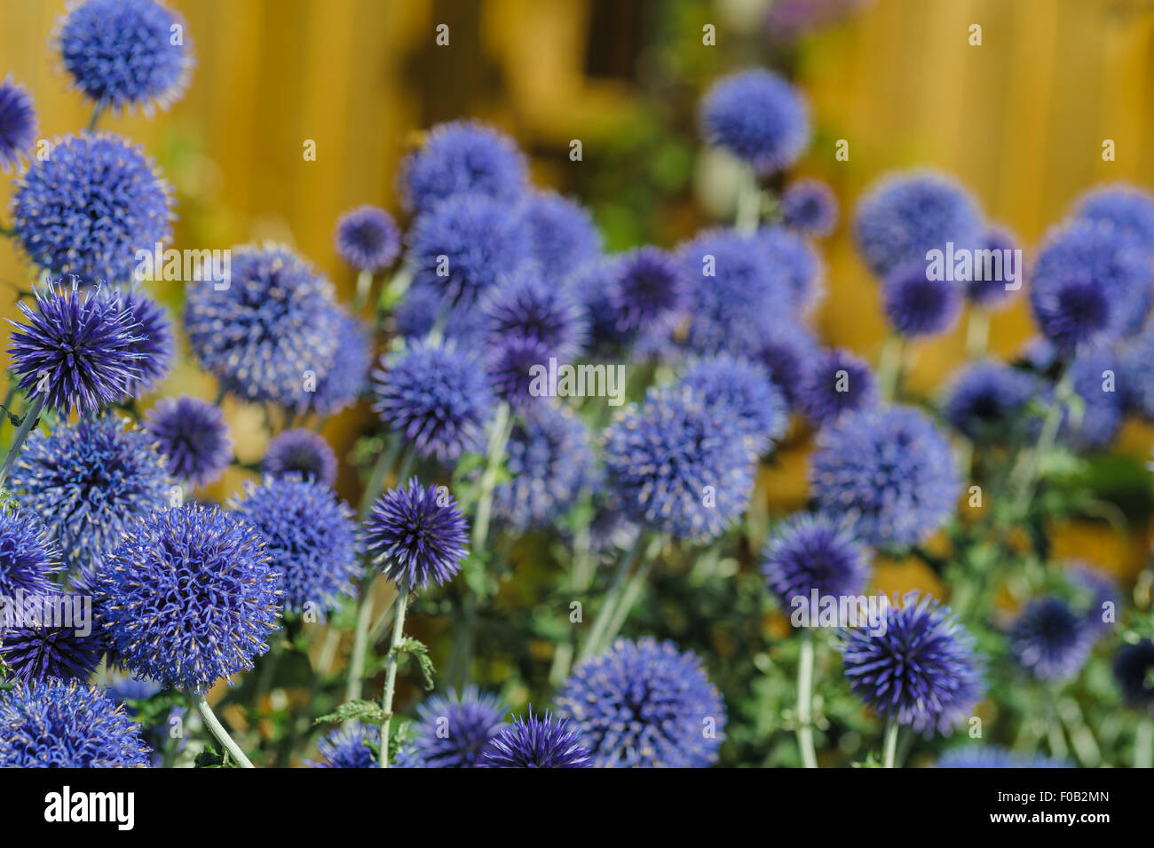 Echinops Veitch's Blue, Globe Thistle Stock Photo - Alamy