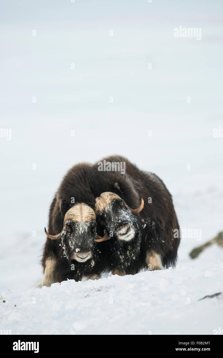 Musk Ox Fighting High Resolution Stock Photography and Images - Alamy