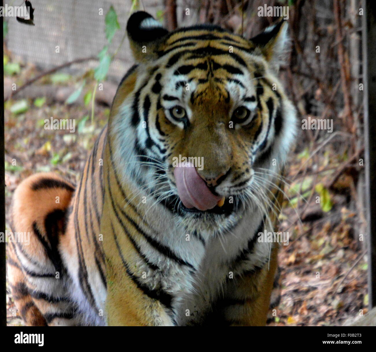 Tiger licking lips hi-res stock photography and images - Alamy