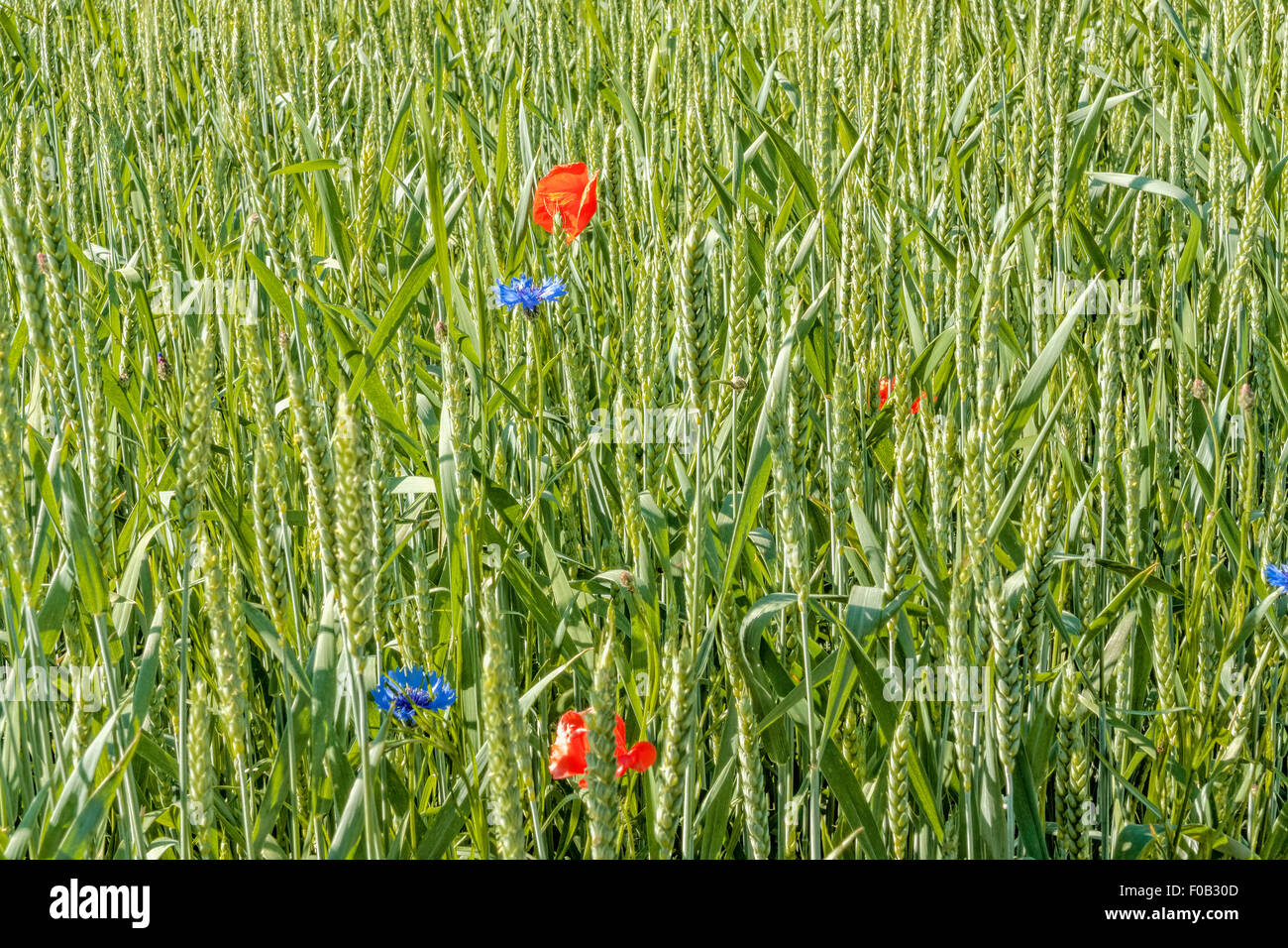 Polish wheat field hi-res stock photography and images - Alamy