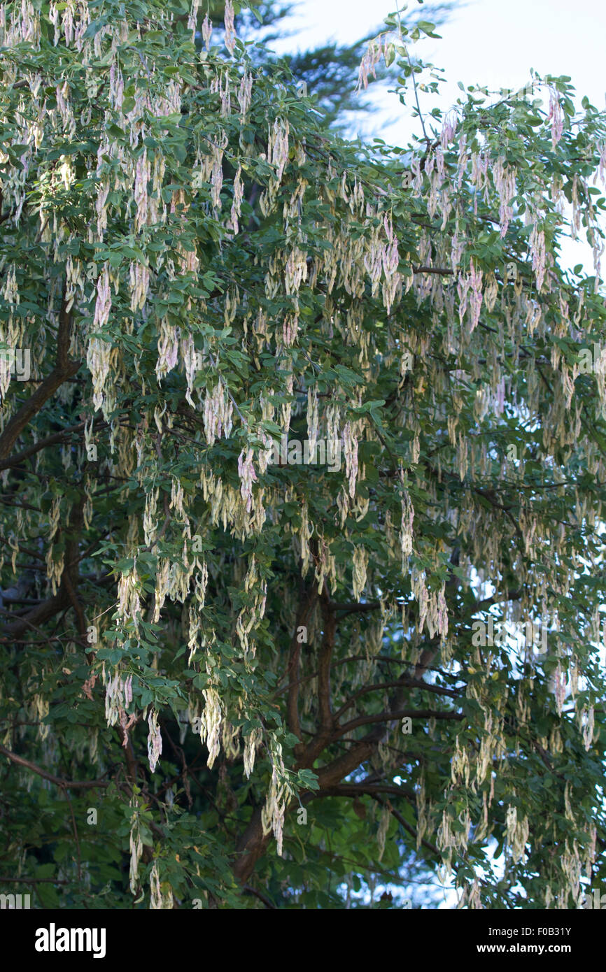 Laburnum Seeds High Resolution Stock Photography and Images - Alamy