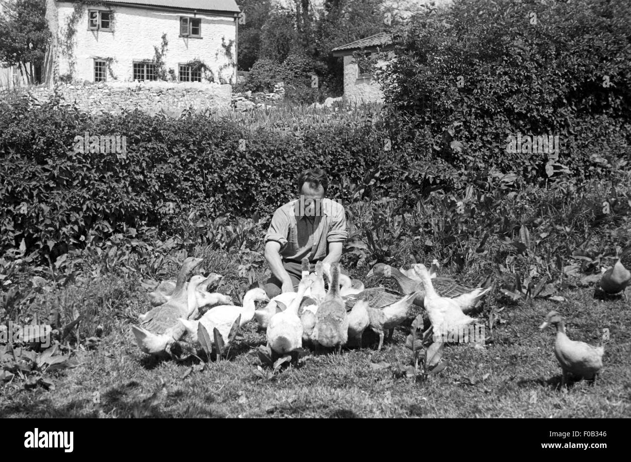 A man feeding geese and ducks in his garden outside a country cottage ...