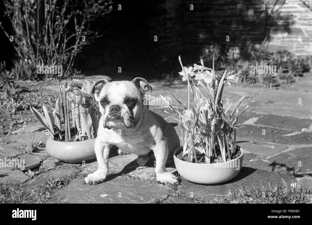 With daffodils in garden Black and White Stock Photos & Images - Alamy