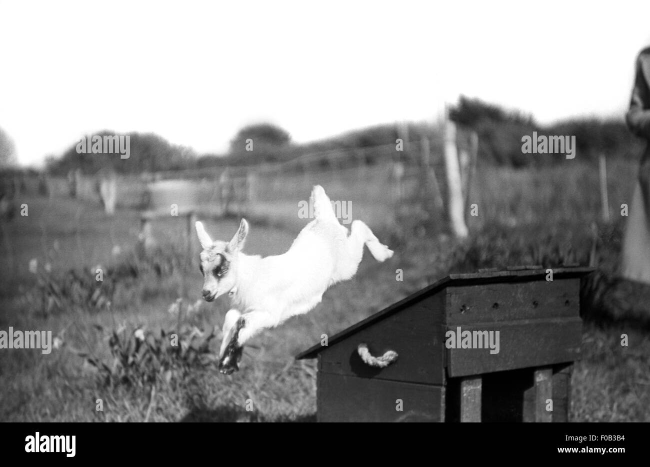Leaping lamb Black and White Stock Photos & Images - Alamy