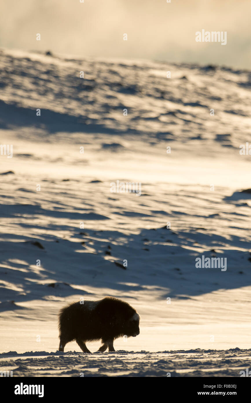 Young Musk Ox Stock Photo - Alamy