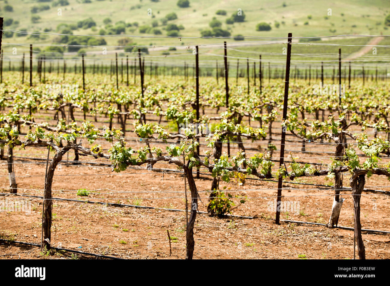 Grapevines in a vineyard. Photographed in the Golan Heights, Israel ...