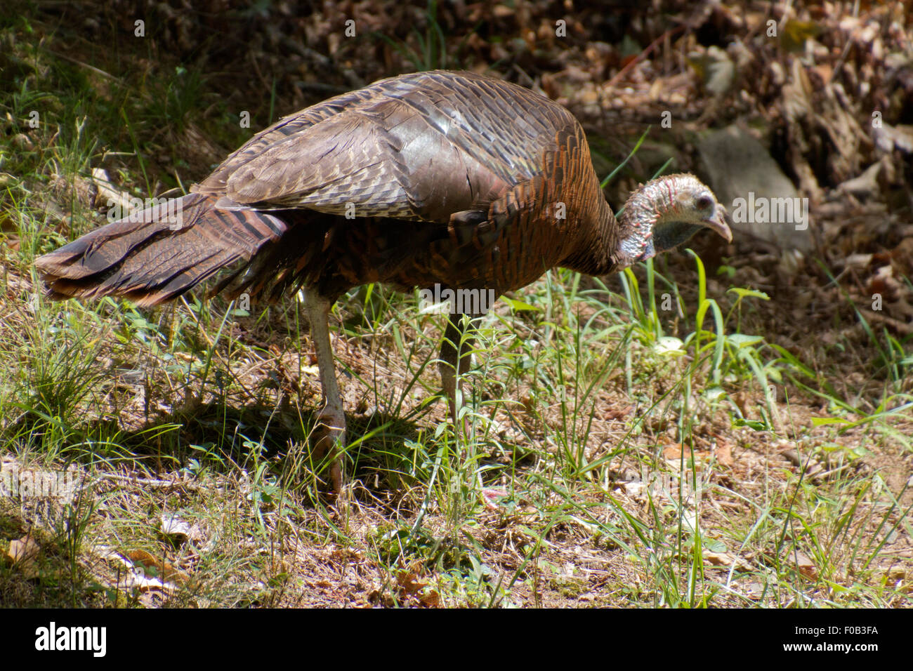 Female wild turkey with young hi-res stock photography and images - Alamy