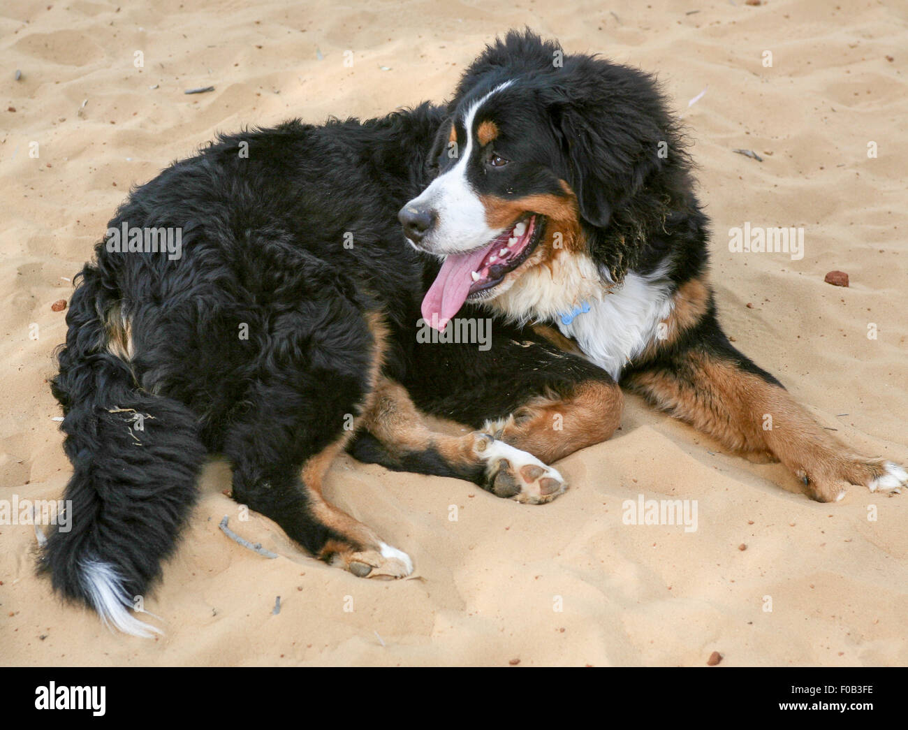 The Bernese Mountain Dog, called in German the Berner Sennenhund, is a ...