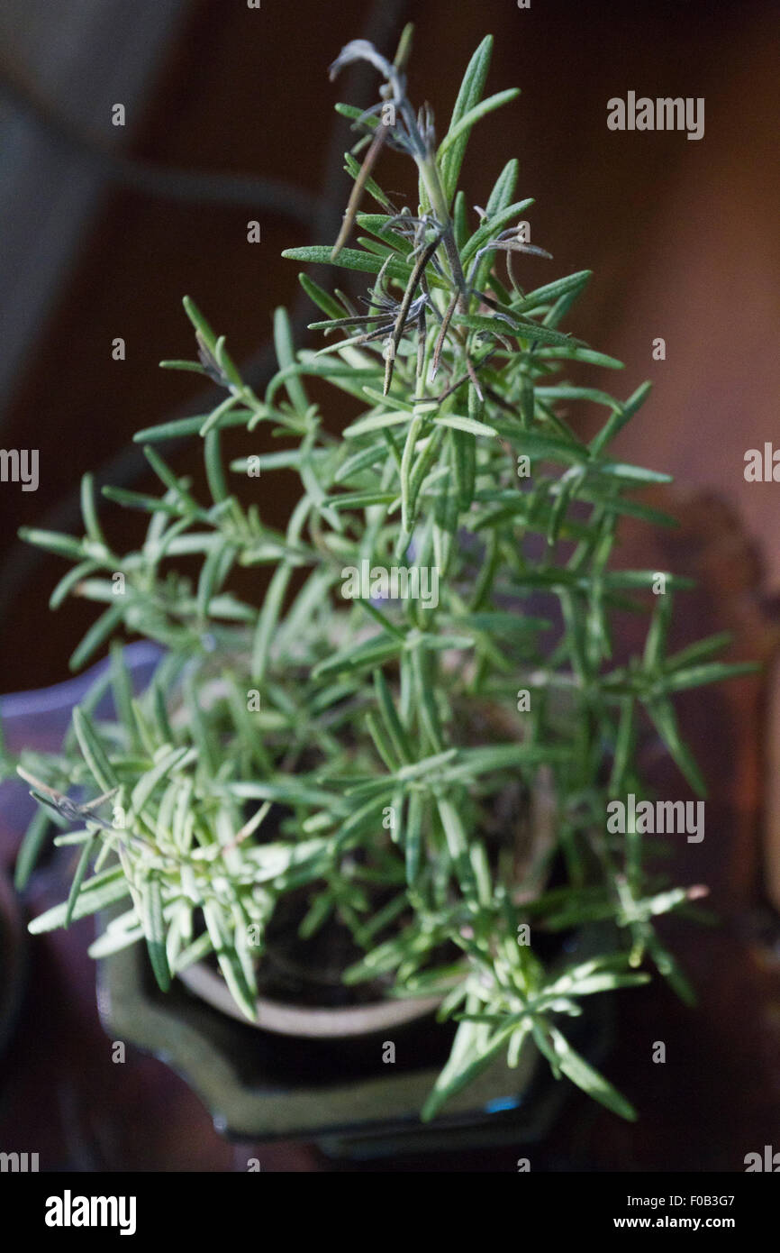 Dying plant hi-res stock photography and images - Alamy