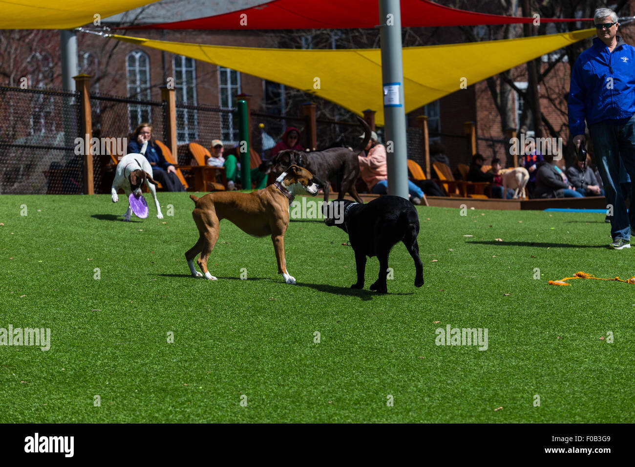 Urban Dog Park