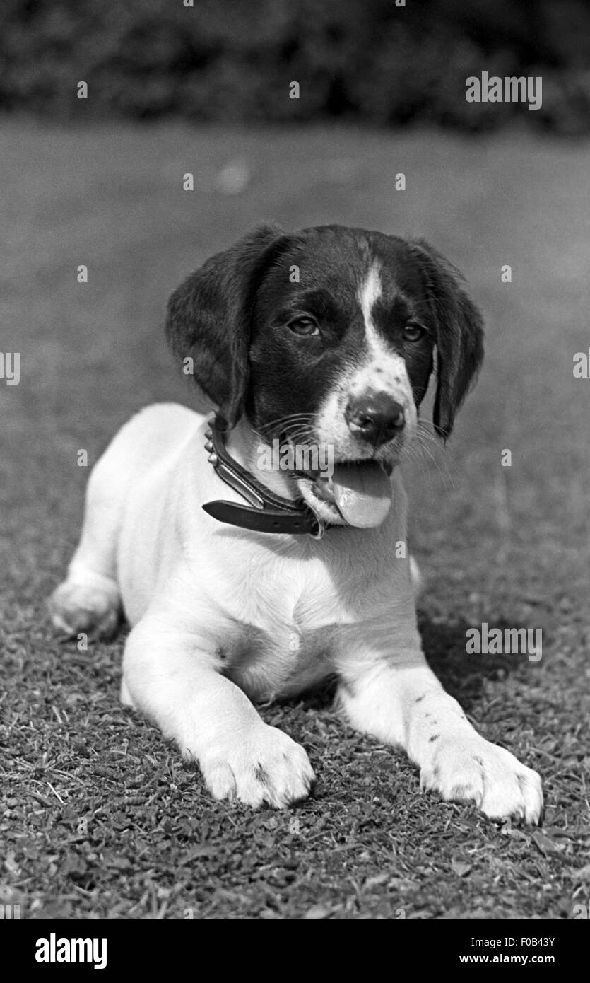 Young dog on white Black and White Stock Photos & Images - Alamy