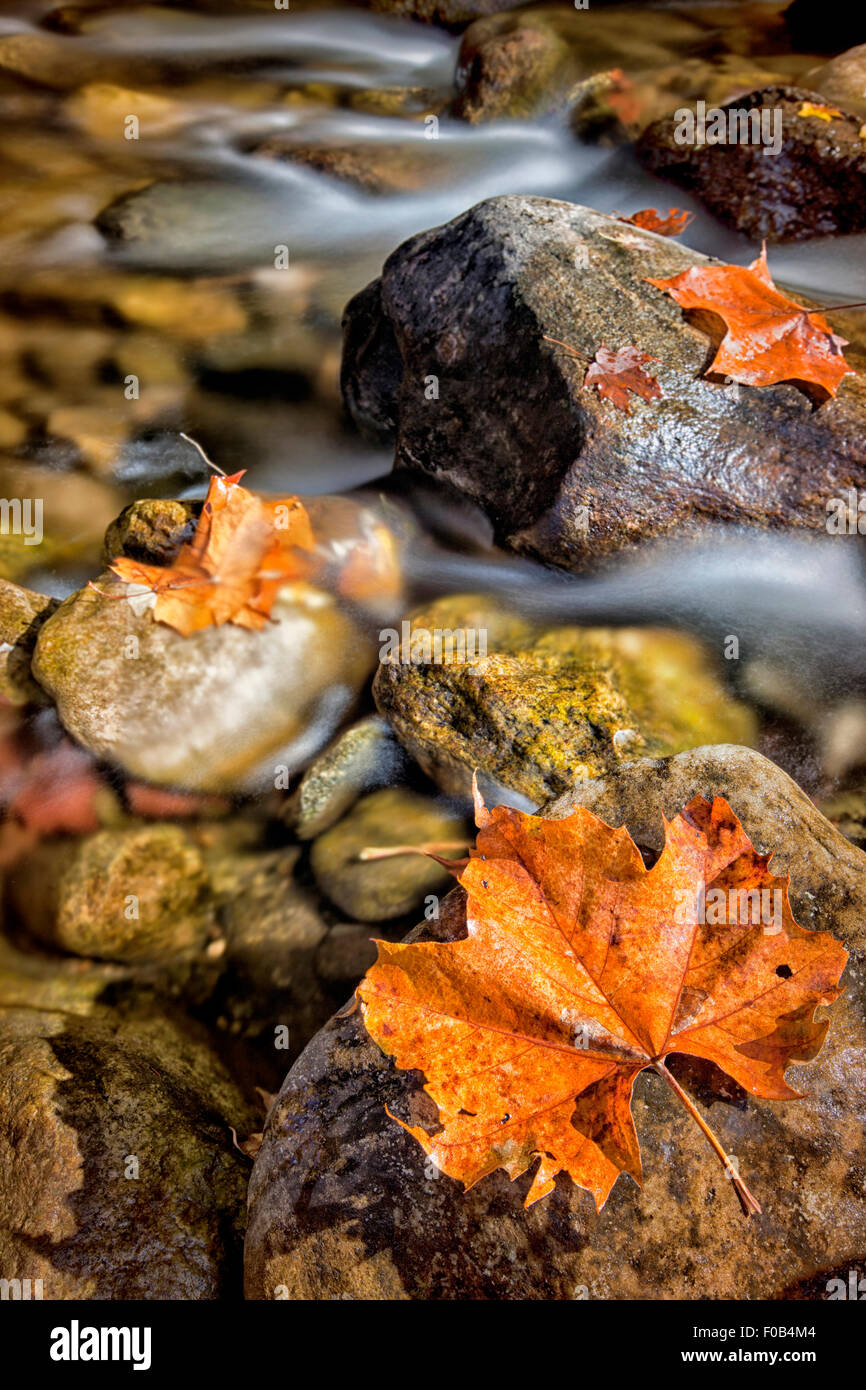 Beautiful fall leaves on rocks above flowing water, long exposure Stock ...