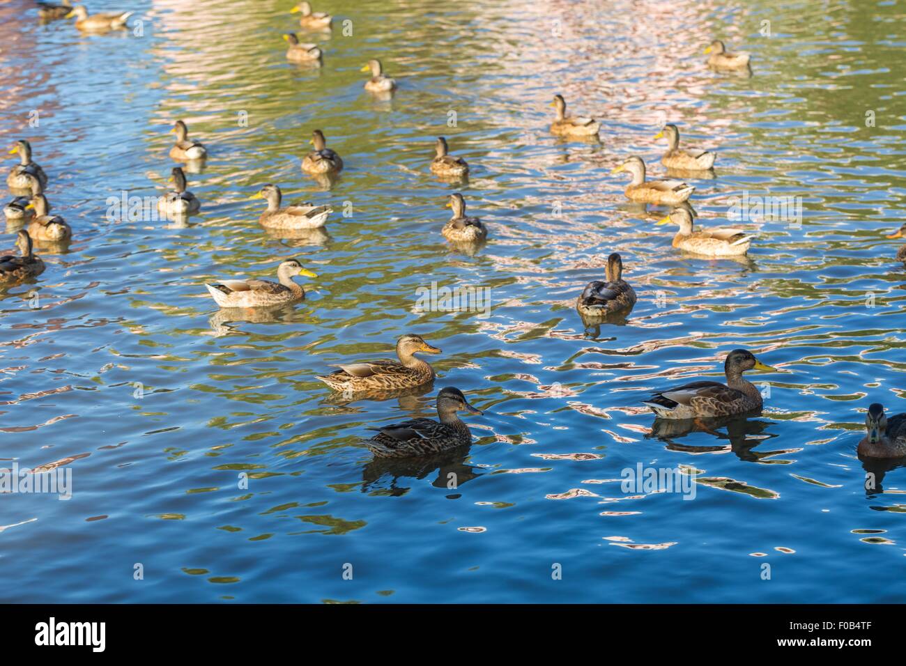 Herd of wild ducks swimming in small pond illuminated by sunset light ...