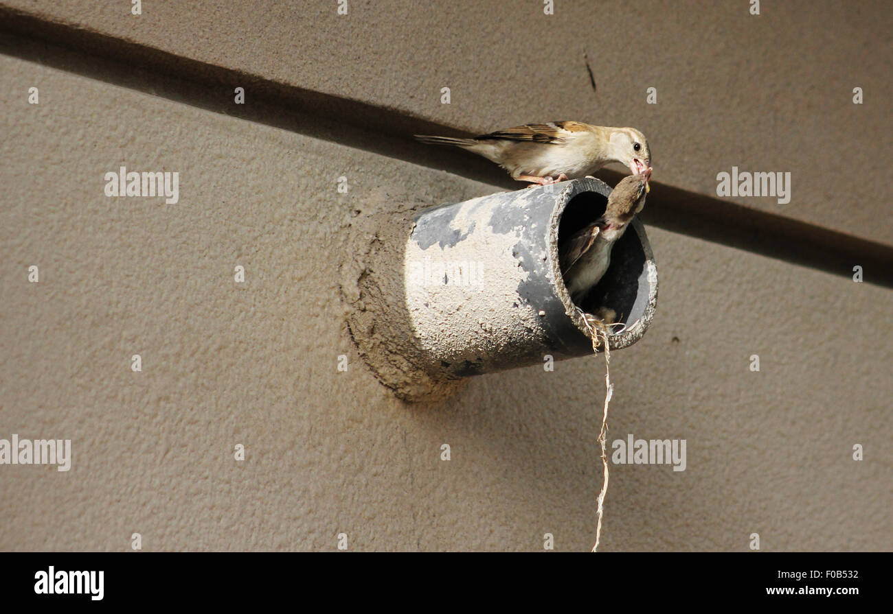 Bird food for dale hi-res stock photography and images - Alamy