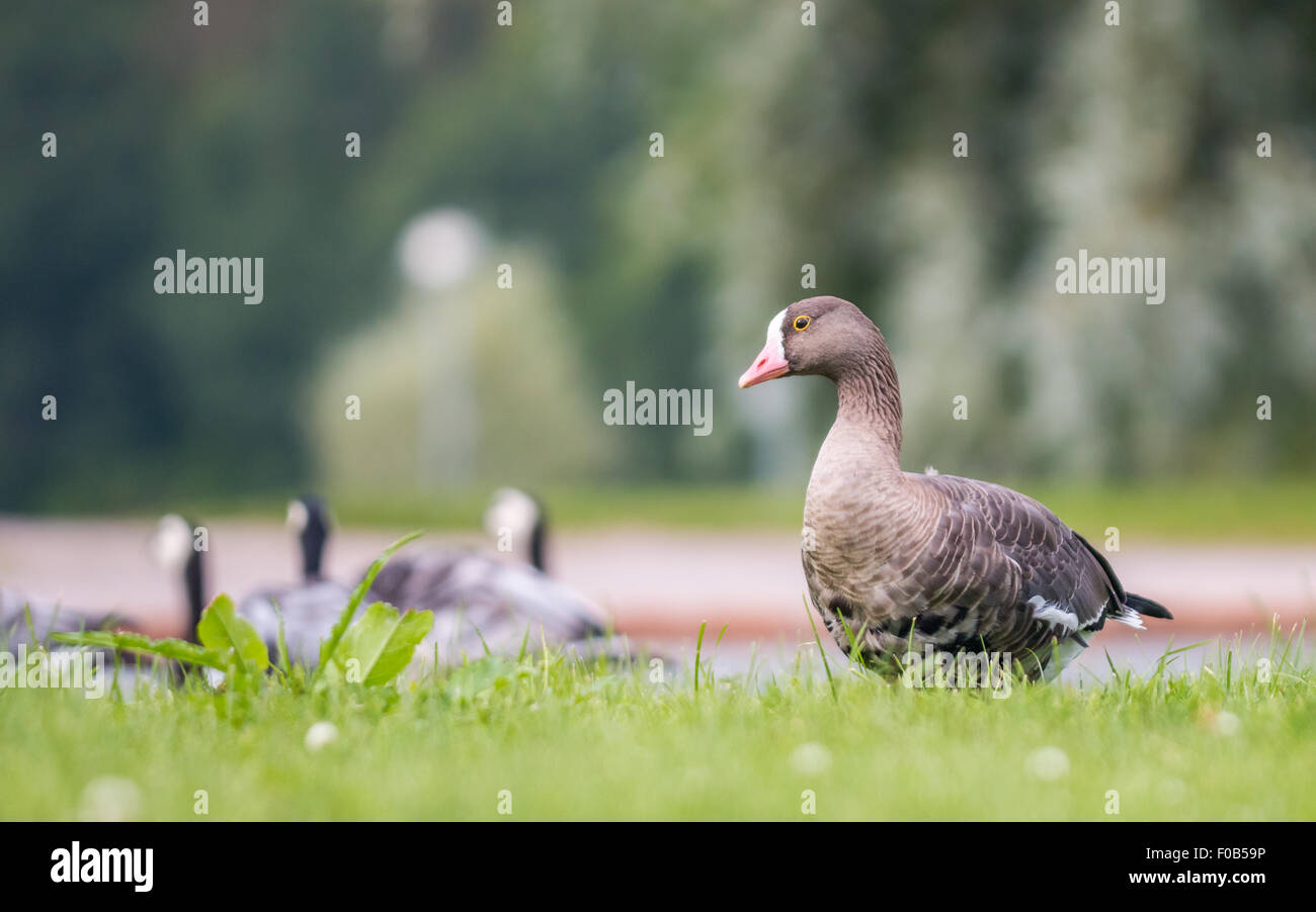Lesser white-fronted goose (Anser erythropus Stock Photo - Alamy