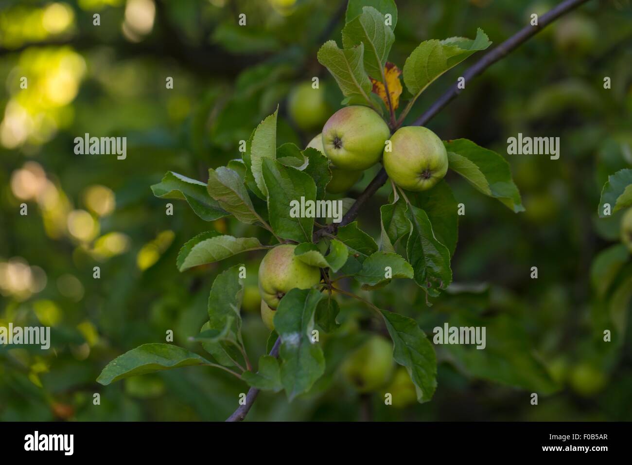Green unripe apples hanging on apple tree branch. Close up of summer ...