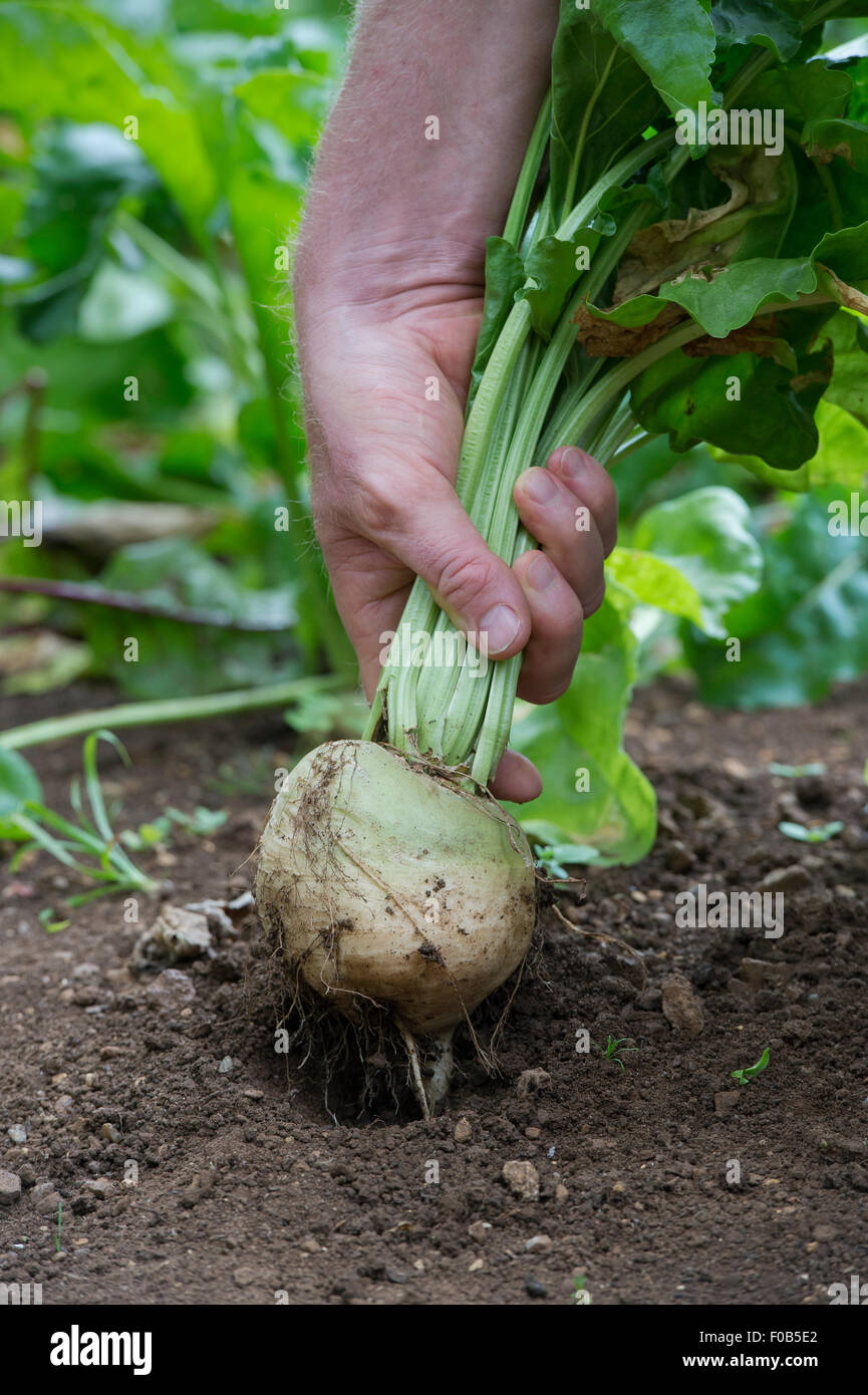 Beetroot white detroit hi-res stock photography and images - Alamy
