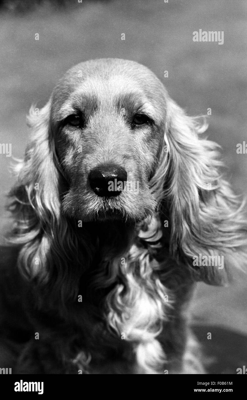 A Cocker Spaniel pet dog Stock Photo - Alamy