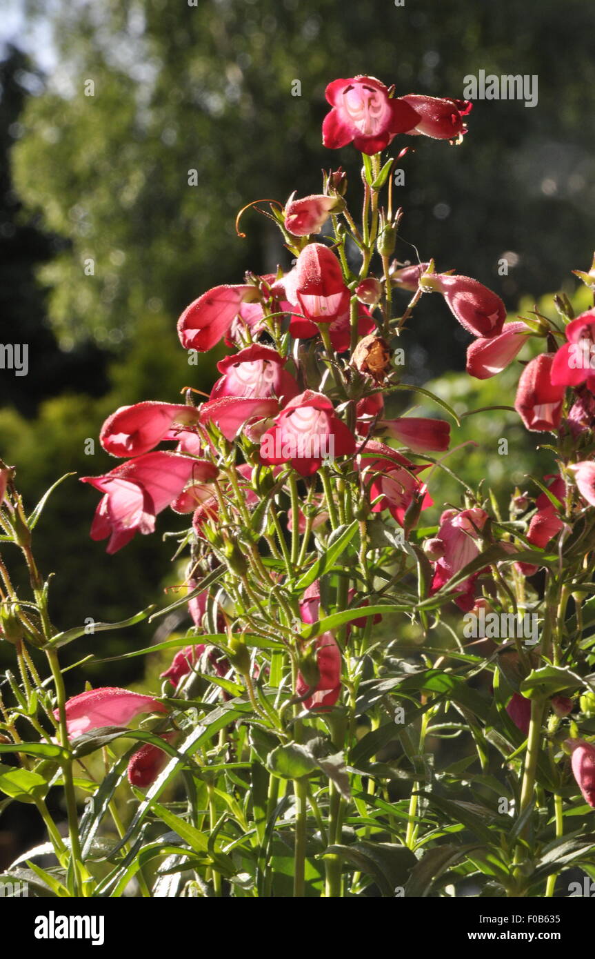 penstemon husker red Stock Photo - Alamy