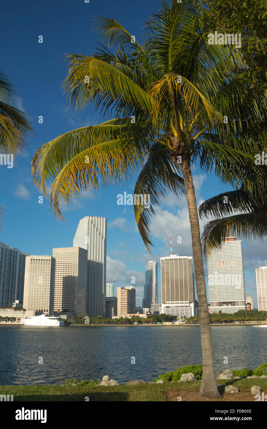 PALM TREES WATSON ISLAND DOWNTOWN SKYLINE BISCAYNE BAY MIAMI FLORIDA ...