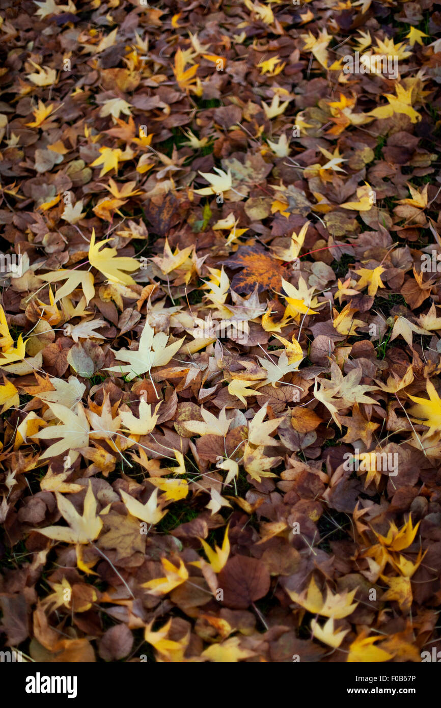 Natural vegetation dead leaves hi-res stock photography and images - Alamy
