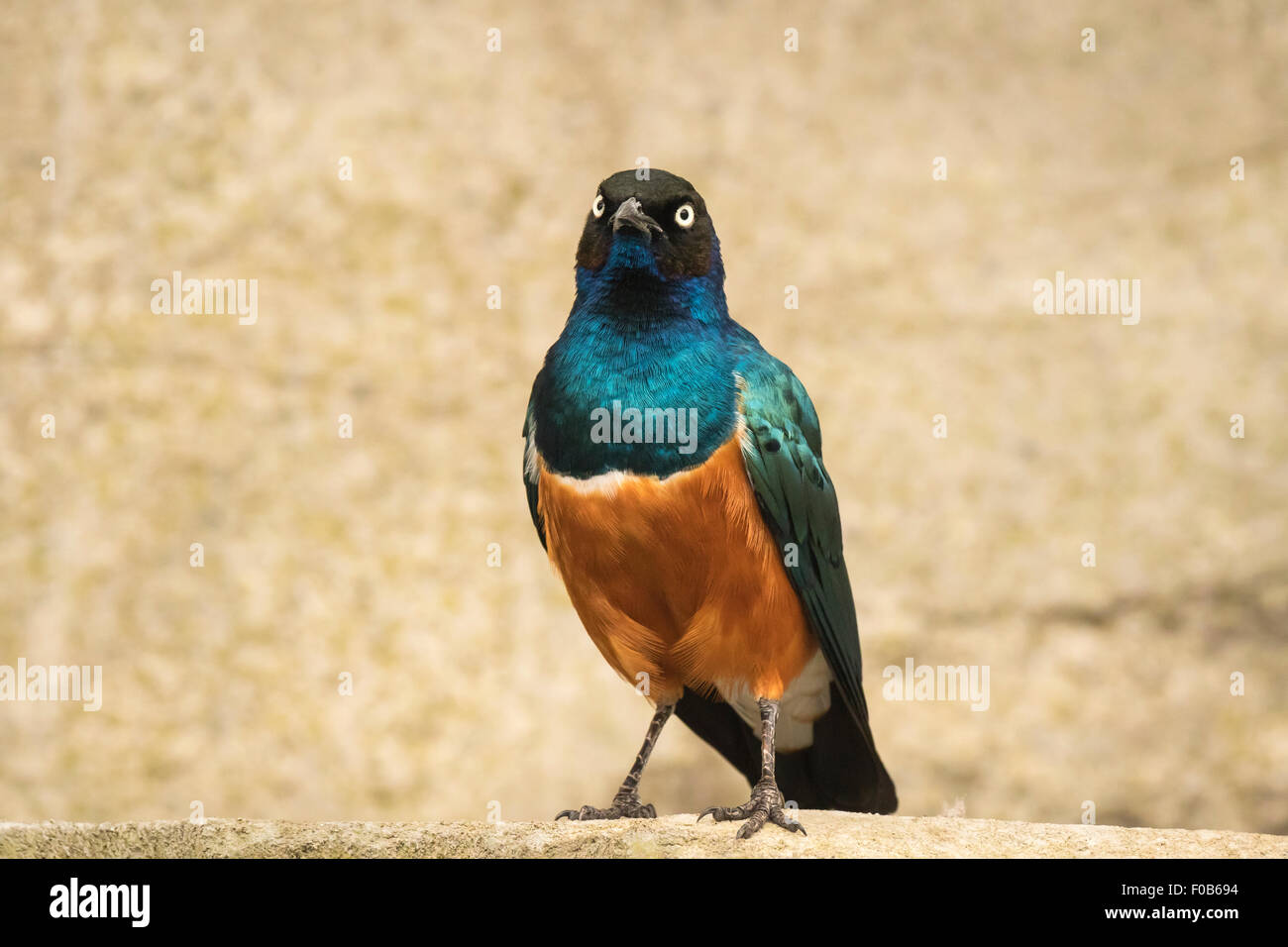 Blue and orange starling hi-res stock photography and images - Alamy