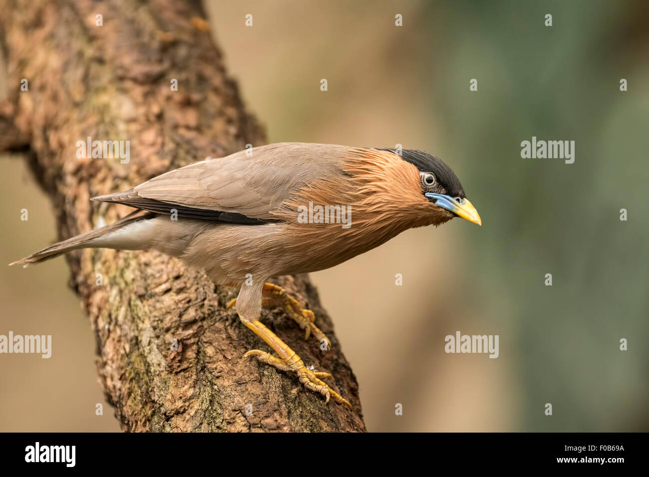 The brahminy myna or brahminy starling (Sturnia pagodarum) is a ...