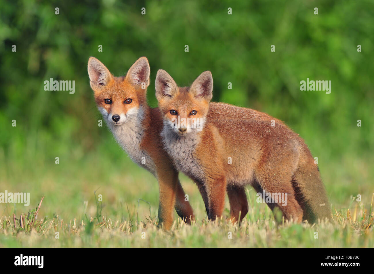 Two red foxes in a field Stock Photo - Alamy