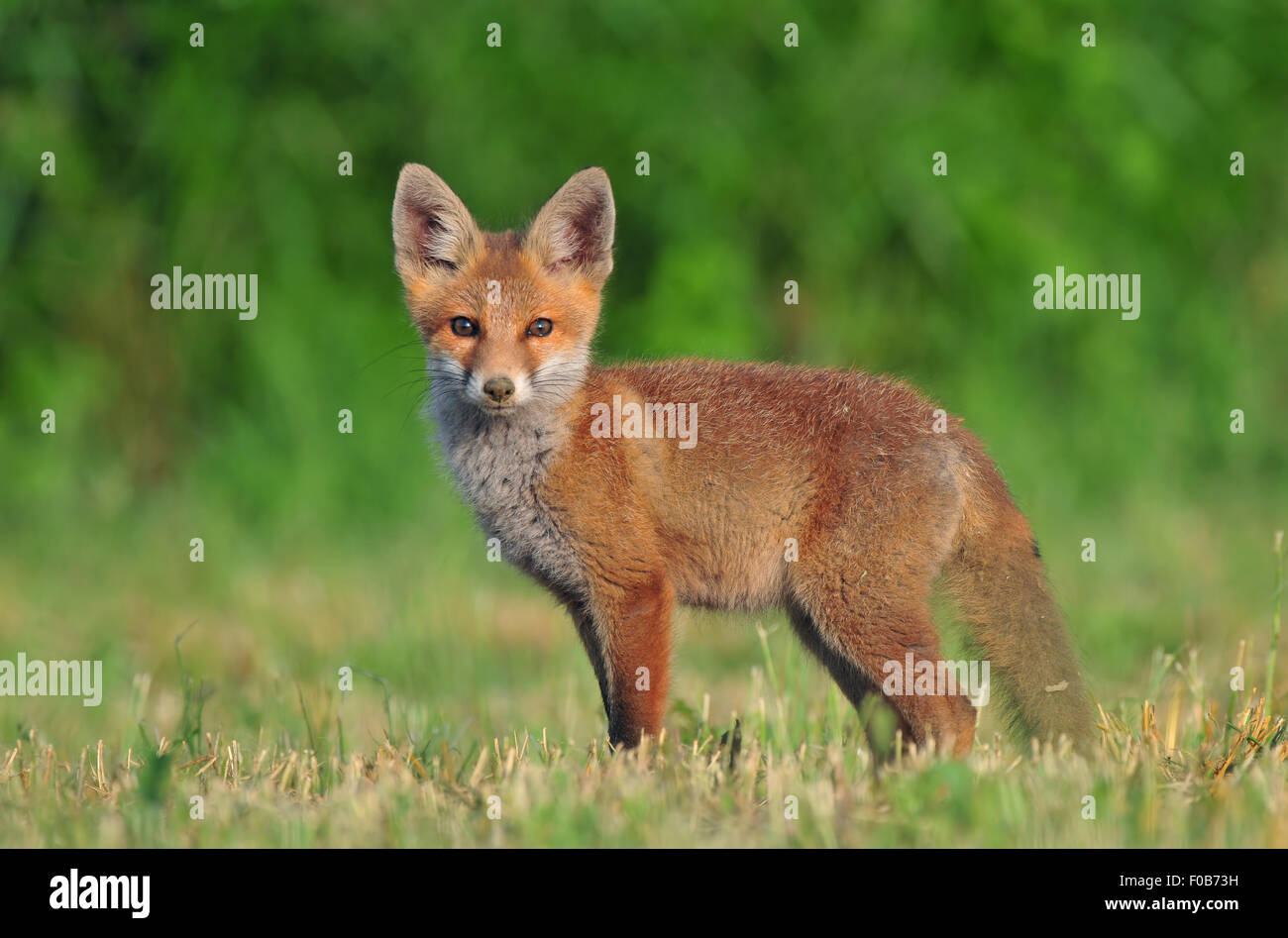 Juvenile red fox hi-res stock photography and images - Alamy
