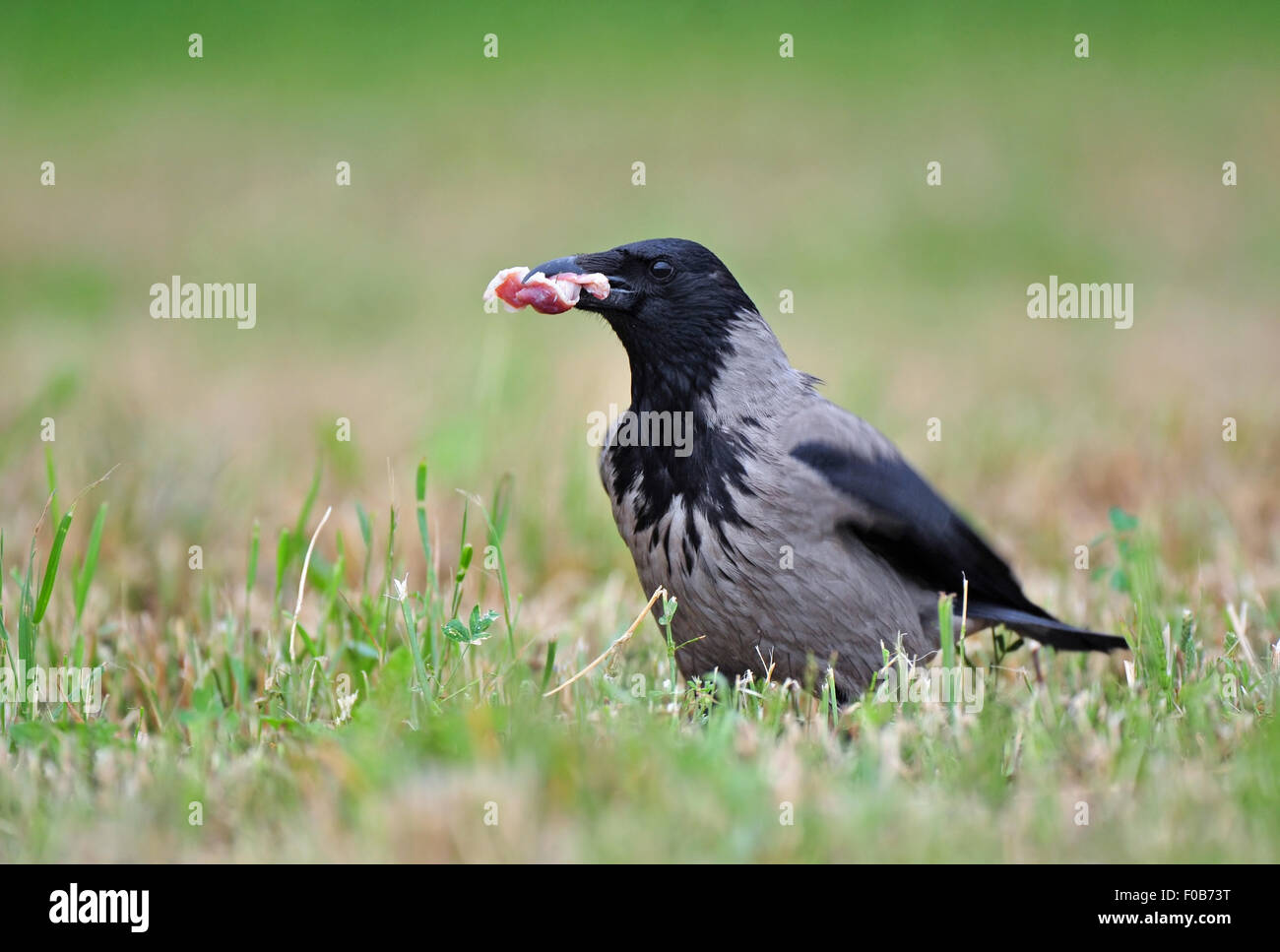 Hooded crow hi-res stock photography and images - Alamy Hooded crow hi-res stock photography and images - Alamy