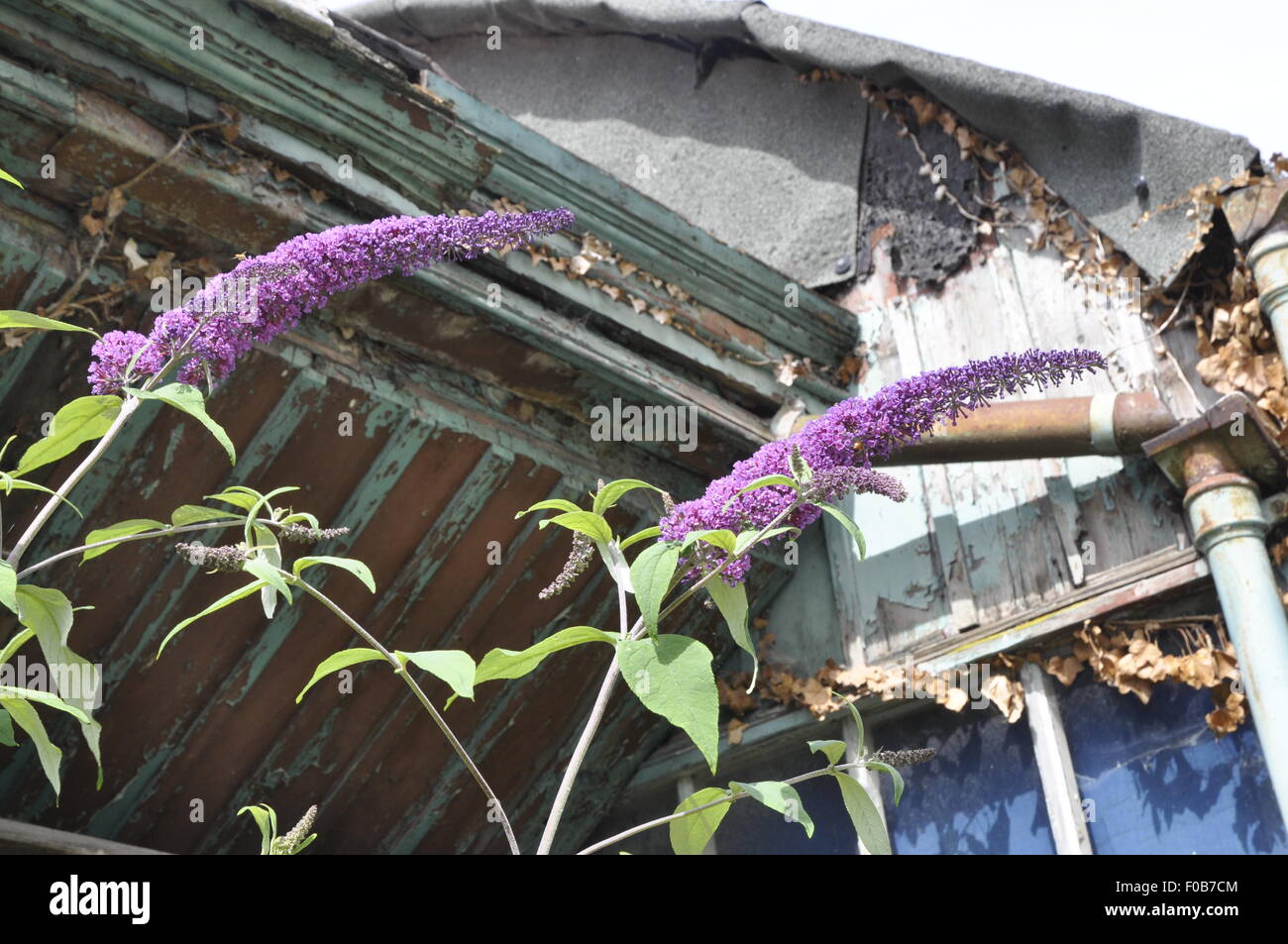 buddleia and derelict building Stock Photo - Alamy