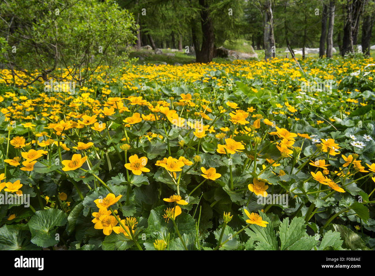 Marsh marigold kingcup kingcups hi-res stock photography and images - Alamy