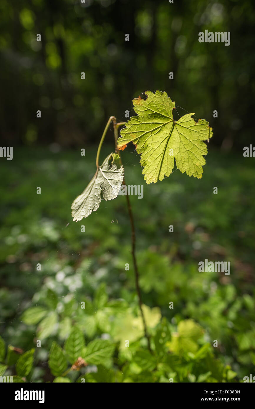 Maple Tree Sapling in Woodland Stock Photo - Alamy