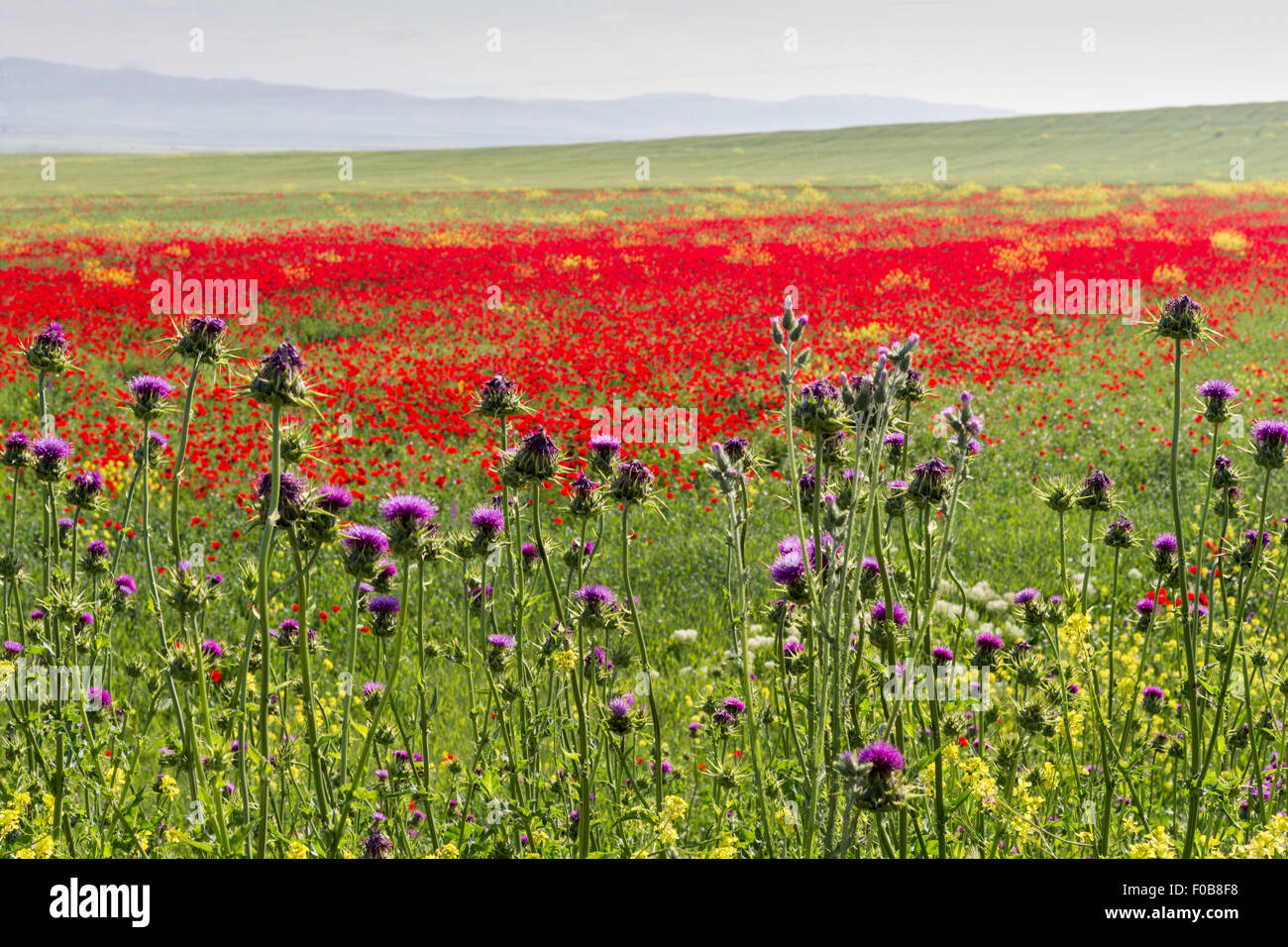 Poppies & Thistles in fields, Azerbaijan Stock Photo - Alamy
