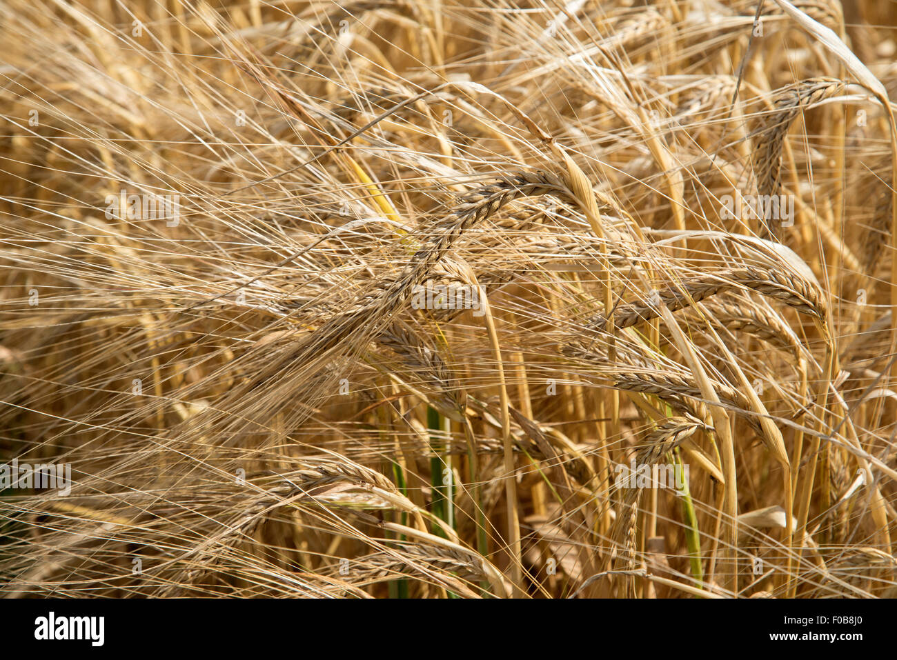 Barley crop growing on a Hampshire farm in southern England UK Stock ...
