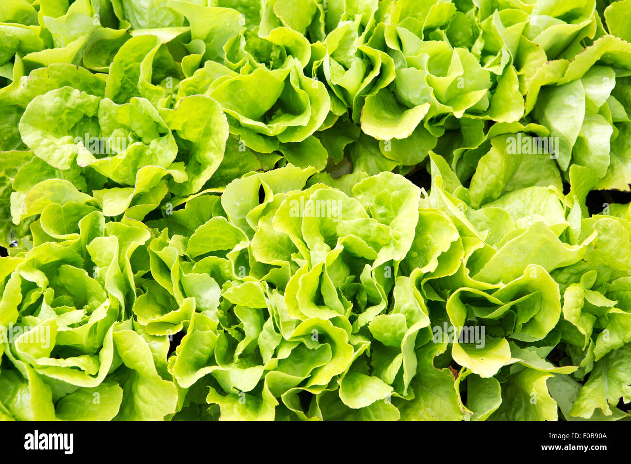 close-up of green lettuce in garden Stock Photo - Alamy