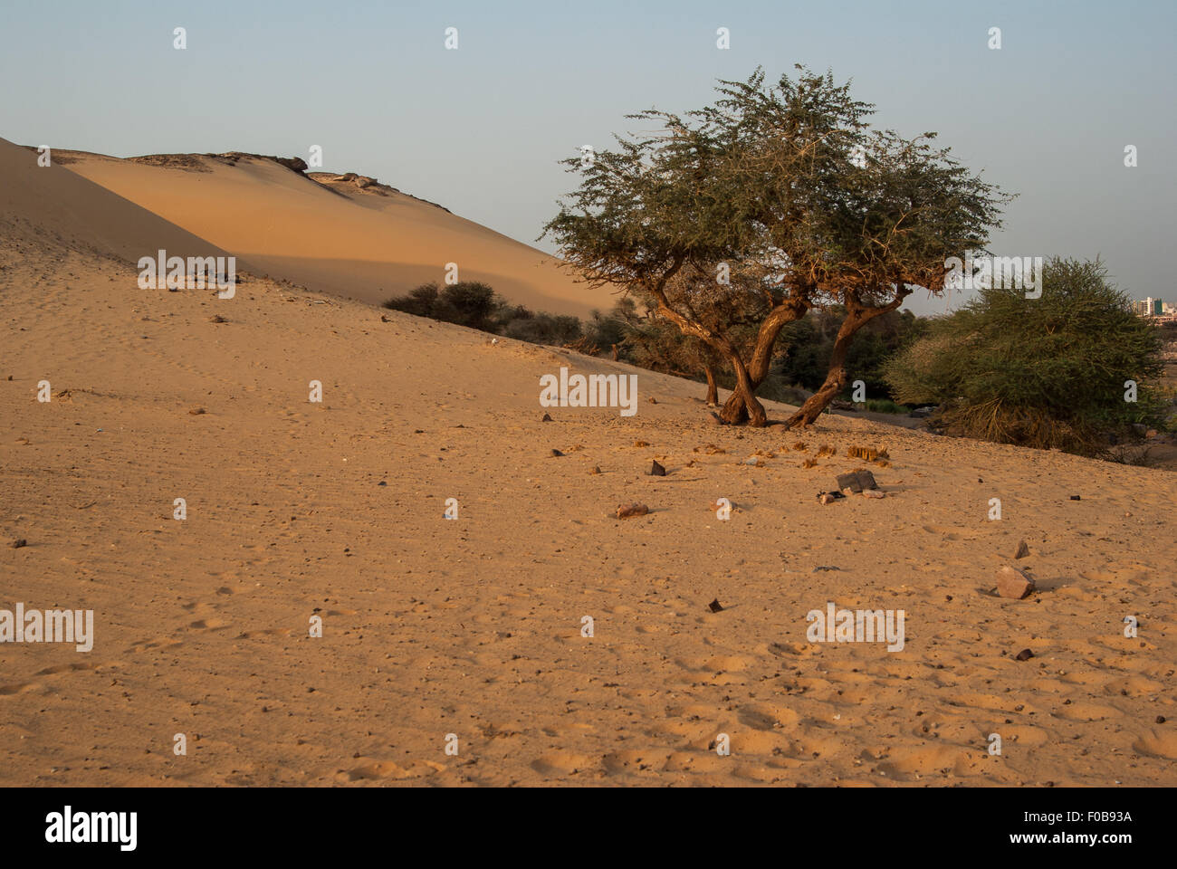 Sahara desert olive tree hi-res stock photography and images - Alamy