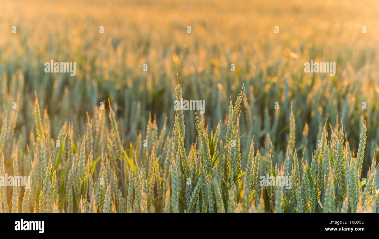Healthy wheat crop hi-res stock photography and images - Alamy