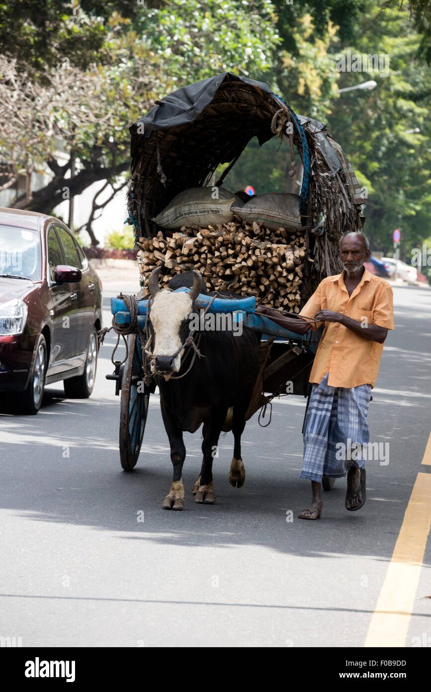 A local farmer leading his cow pulling a cart loaded with logs on the ...
