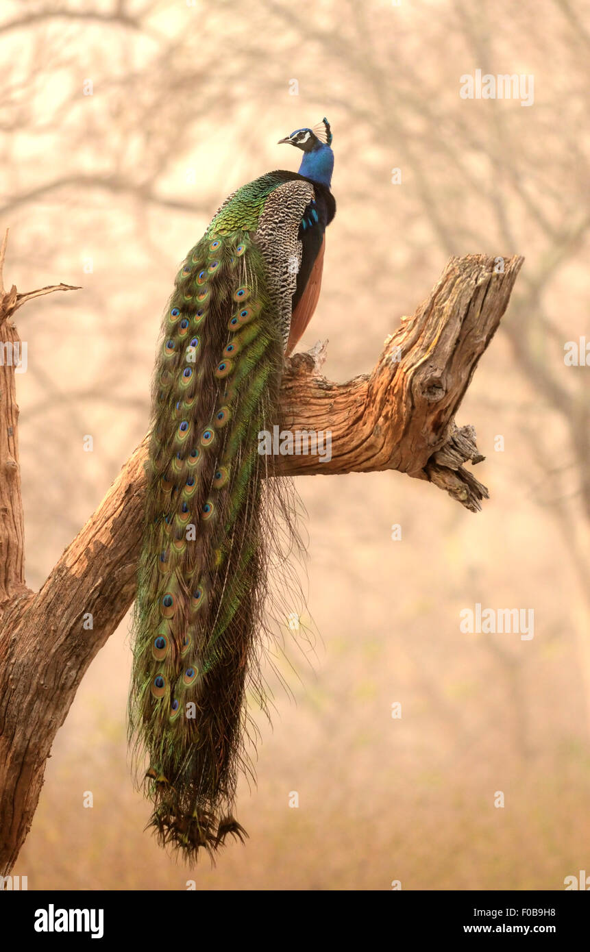 Peacock on a tree Stock Photo - Alamy