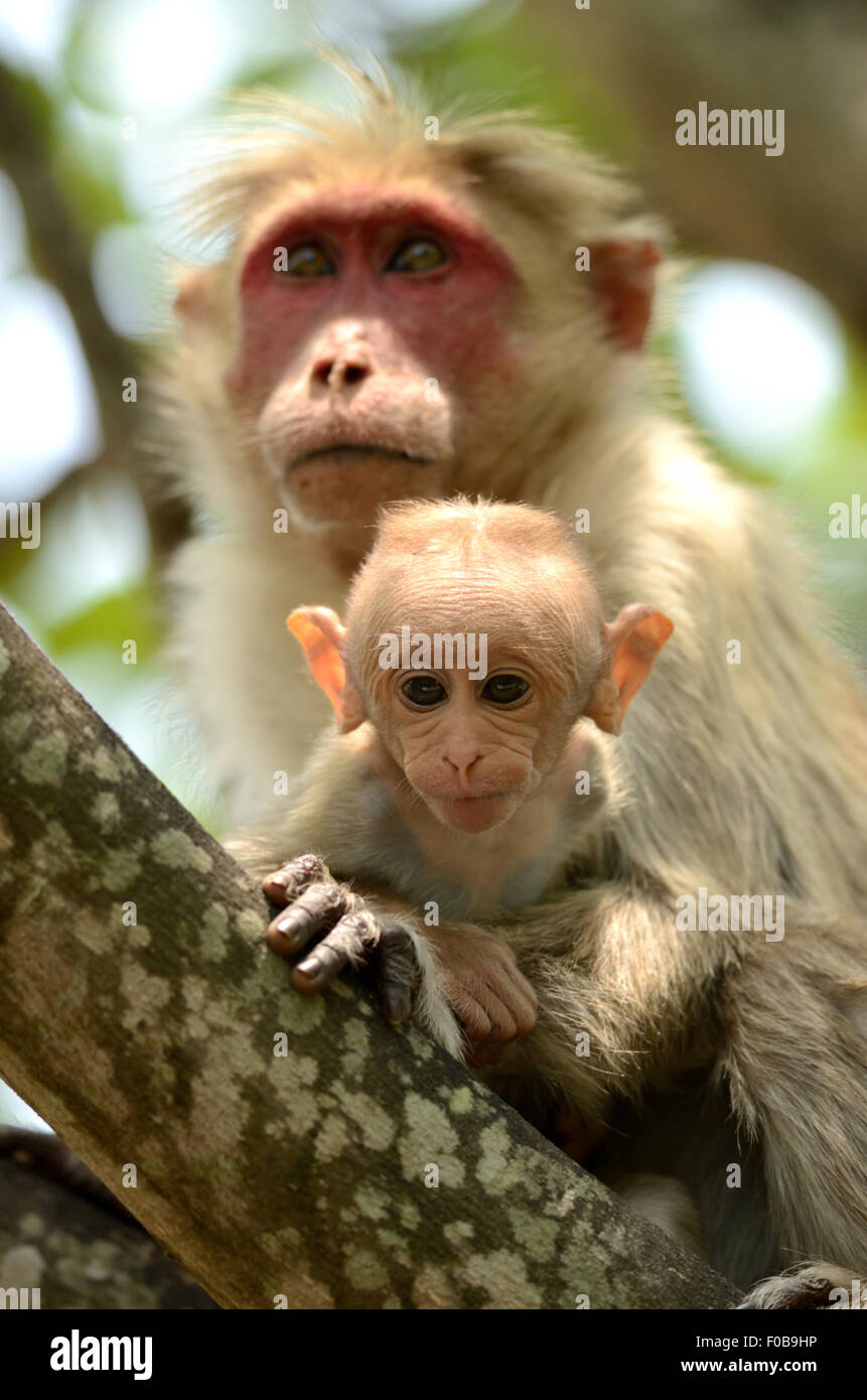 Macaque mother child on hi-res stock photography and images - Alamy