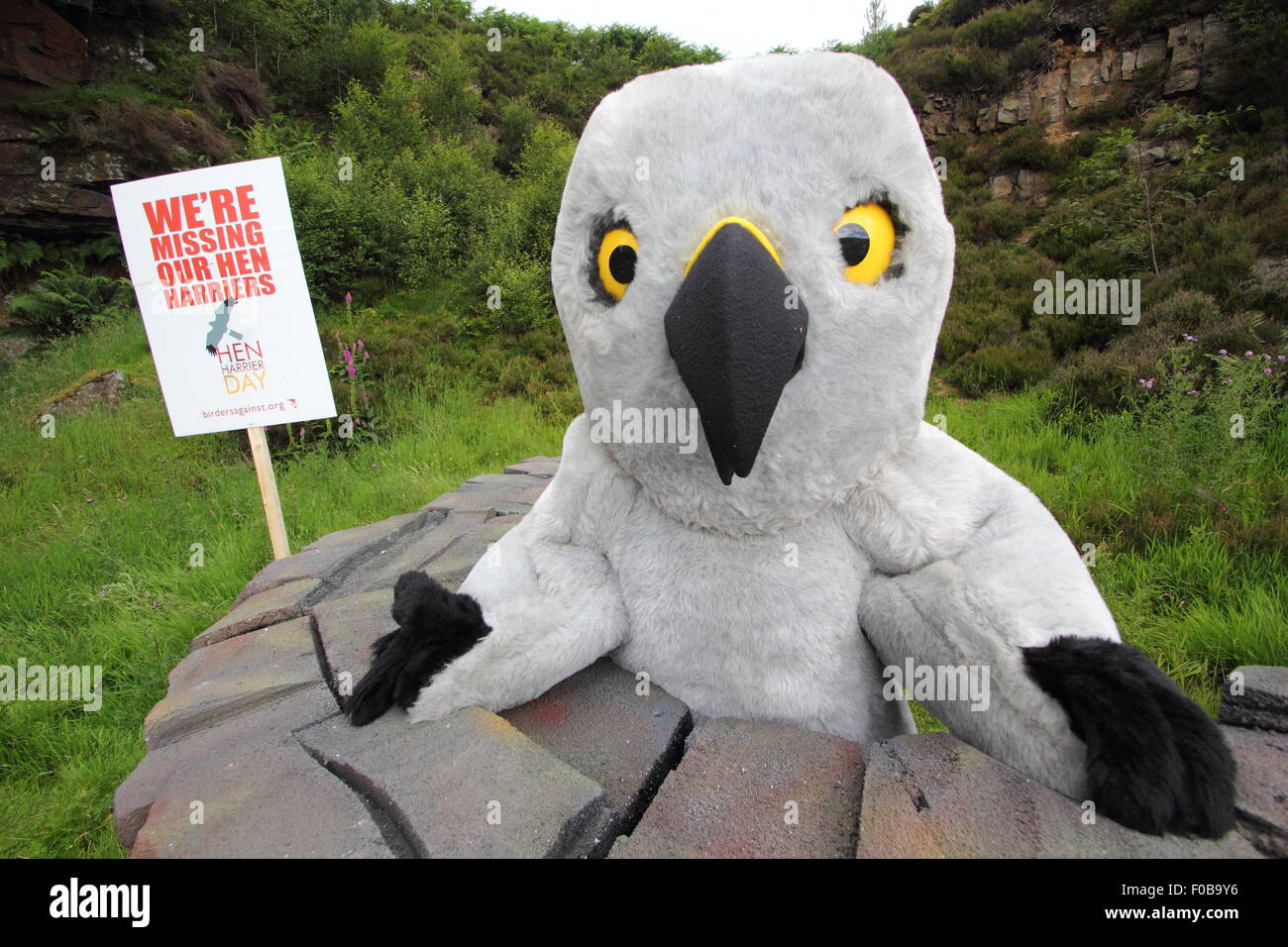 Hen mascot hi-res stock photography and images - Alamy