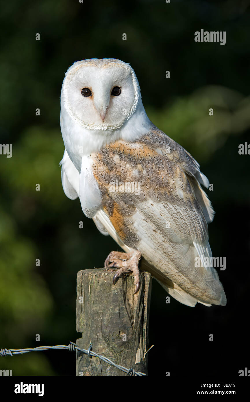 Barn Owl (tyto alba Stock Photo - Alamy
