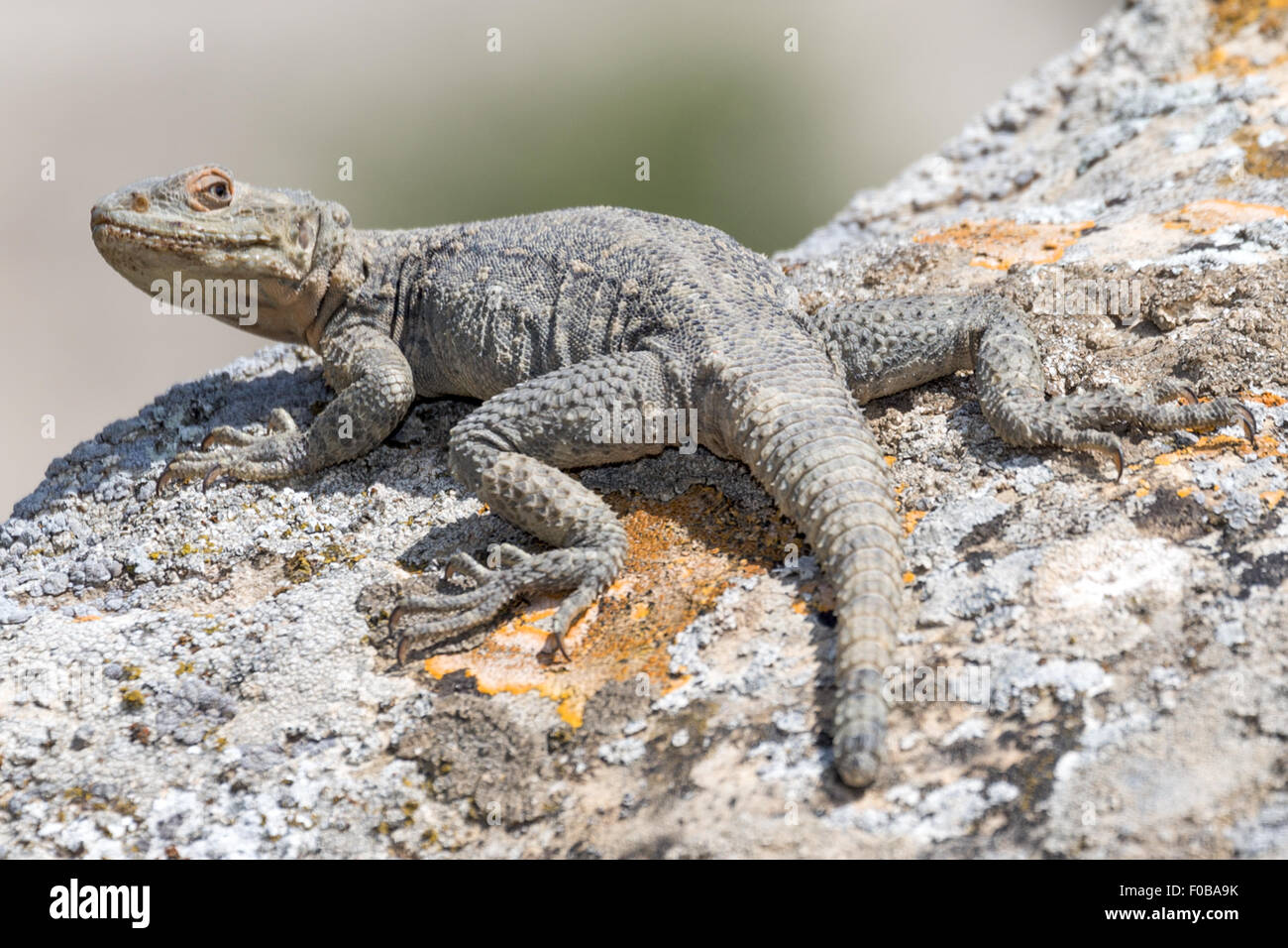Caucasian agama, lizard, Laudakia caucasia, Gobustan (Qobustan ...