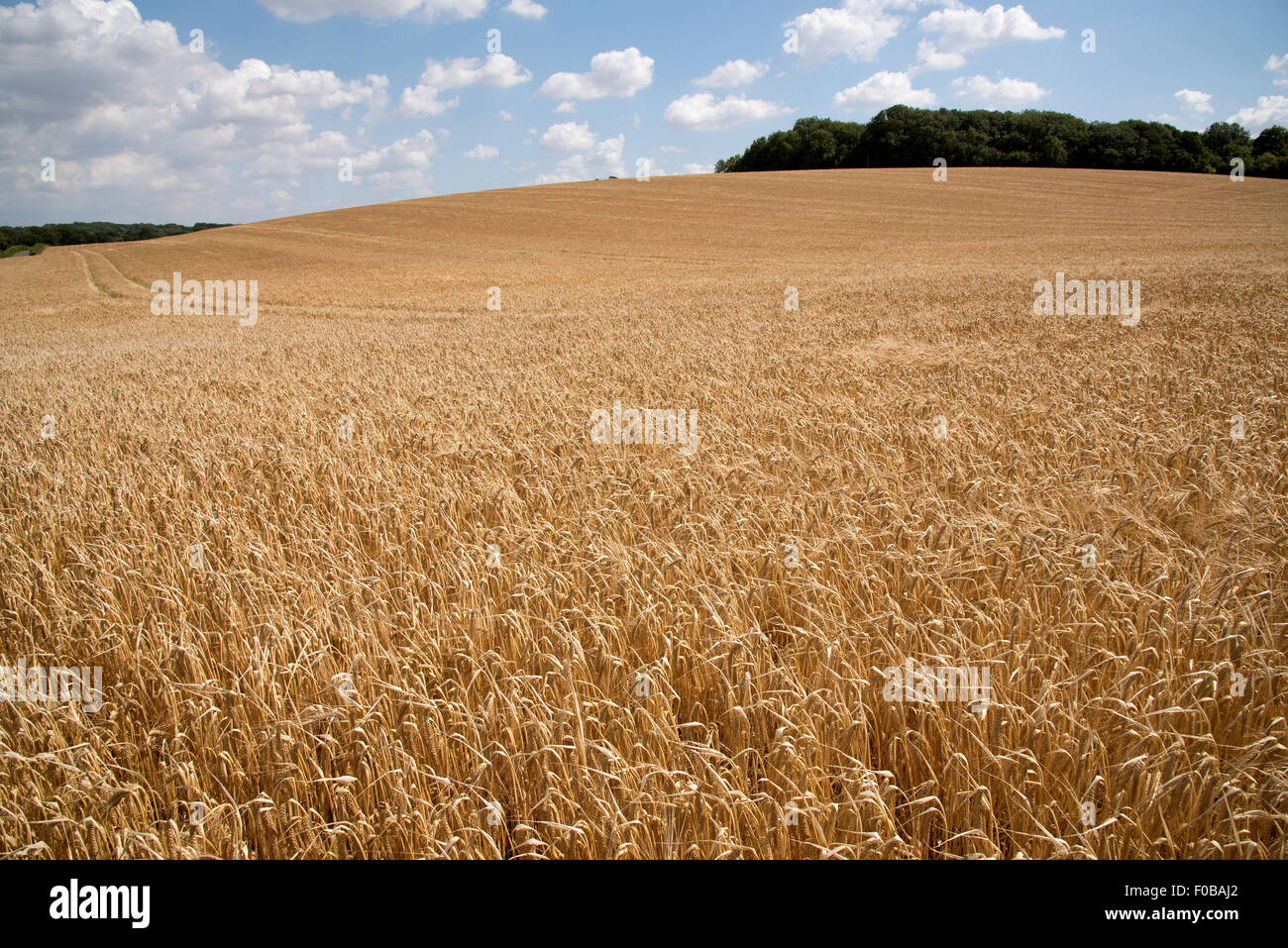 Barley crop hi-res stock photography and images - Alamy