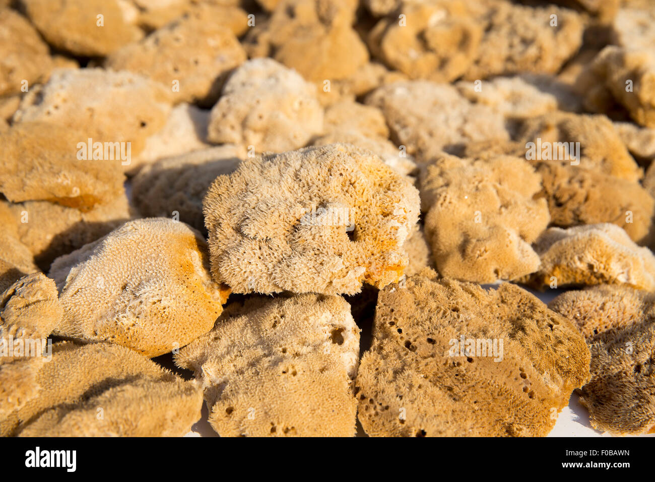 Background of yellow and brown colored natural sea sponge in different ...