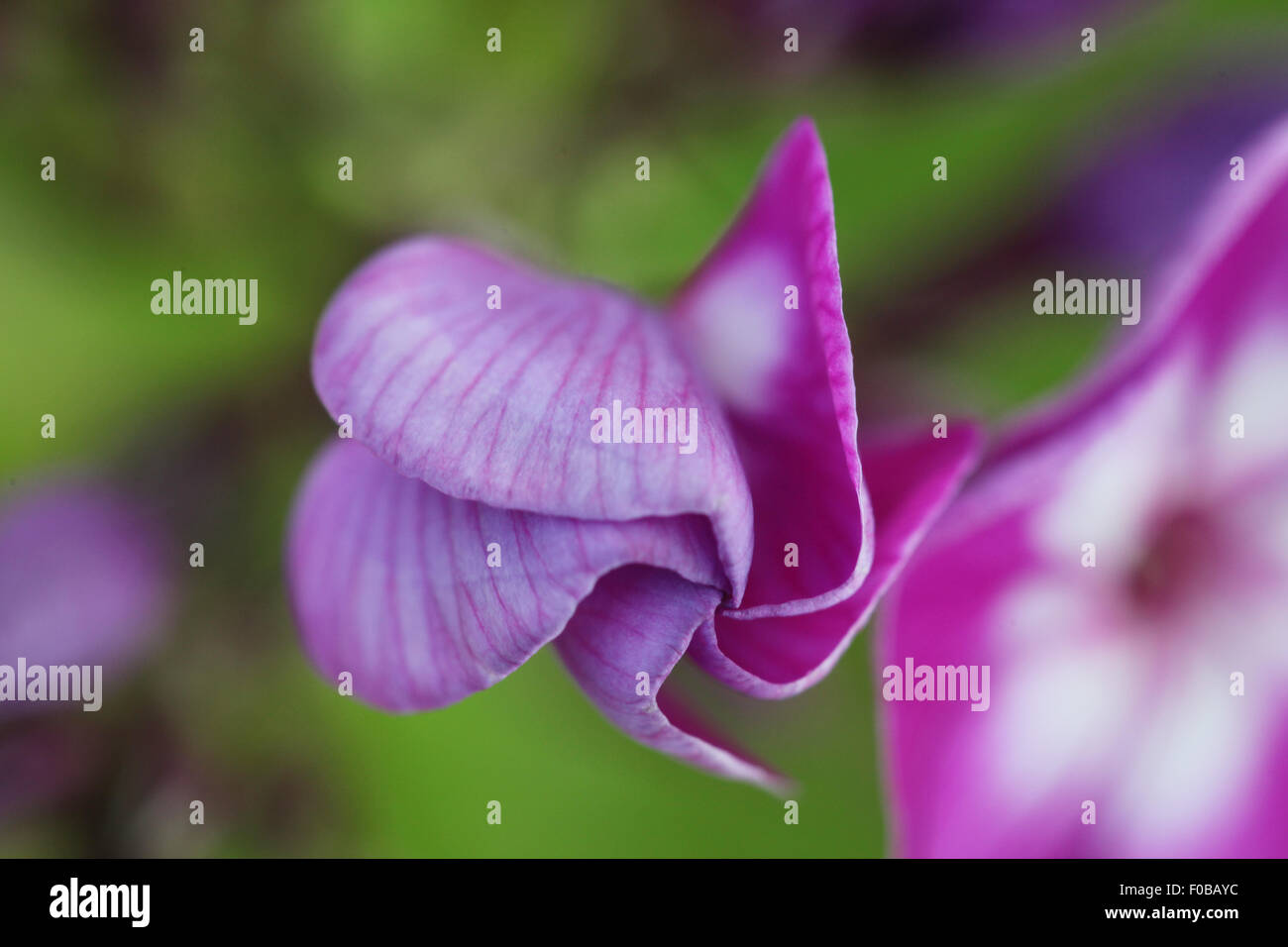 Purple flowers bloom close hi-res stock photography and images - Alamy