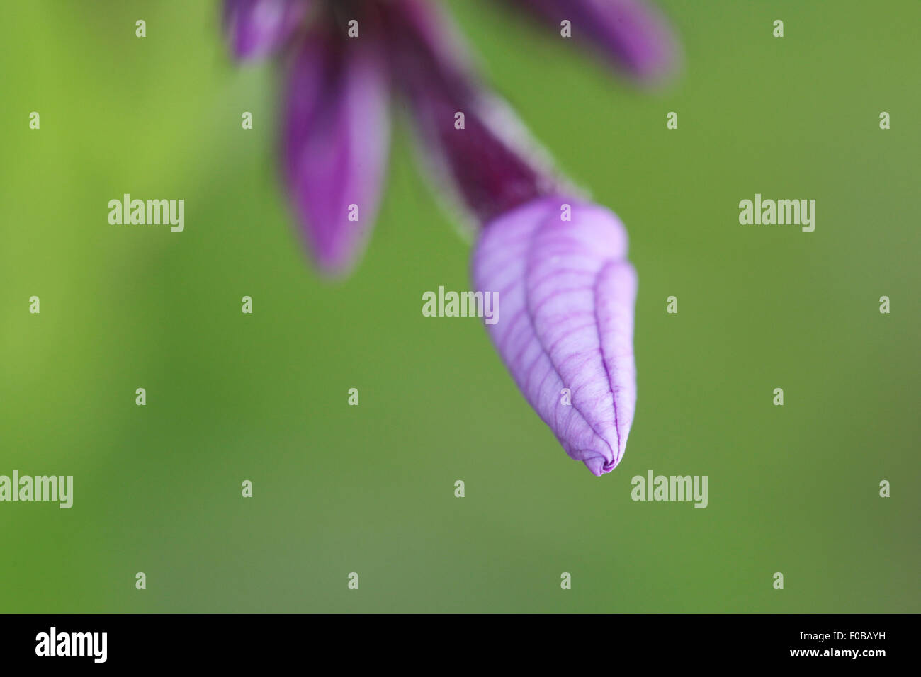 Purple bud hi-res stock photography and images - Alamy