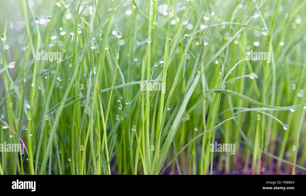 Grass up close hi-res stock photography and images - Alamy